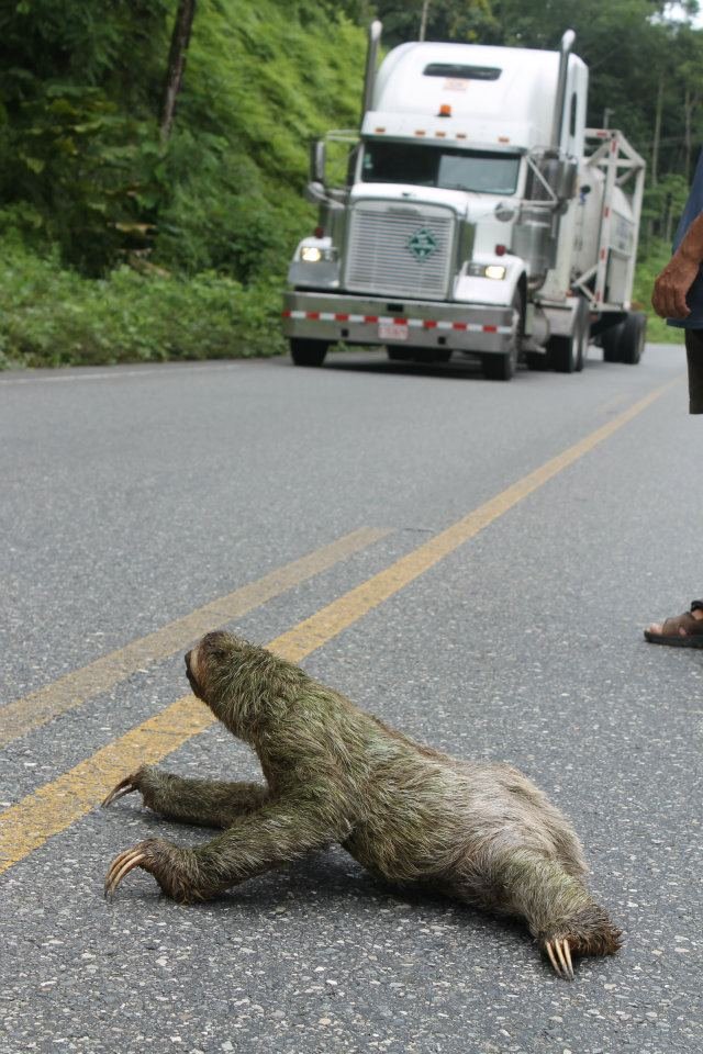 Sloths of Costa Rica - RE/MAX We Sell Paradise