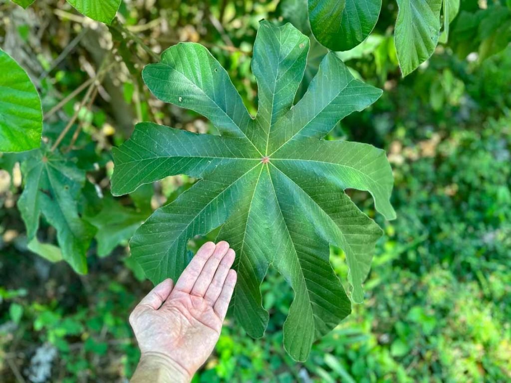 Cecropia Tree & its Delicious Fruit - RE/MAX We Sell Paradise