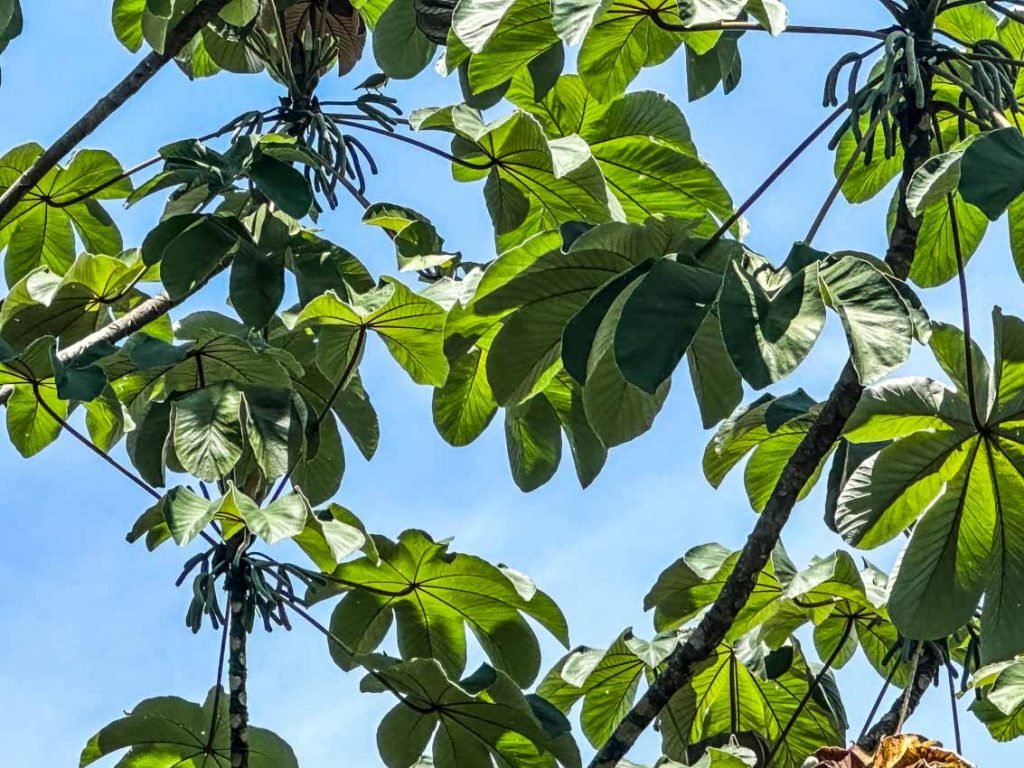 Cecropia Tree & its Delicious Fruit - RE/MAX We Sell Paradise