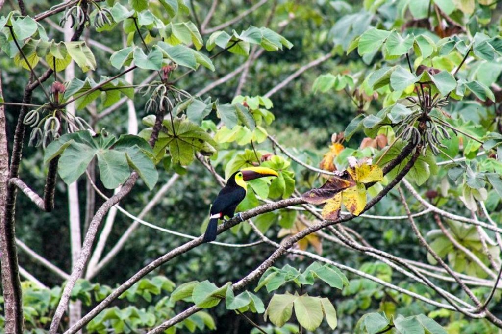 Cecropia Tree & its Delicious Fruit - RE/MAX We Sell Paradise