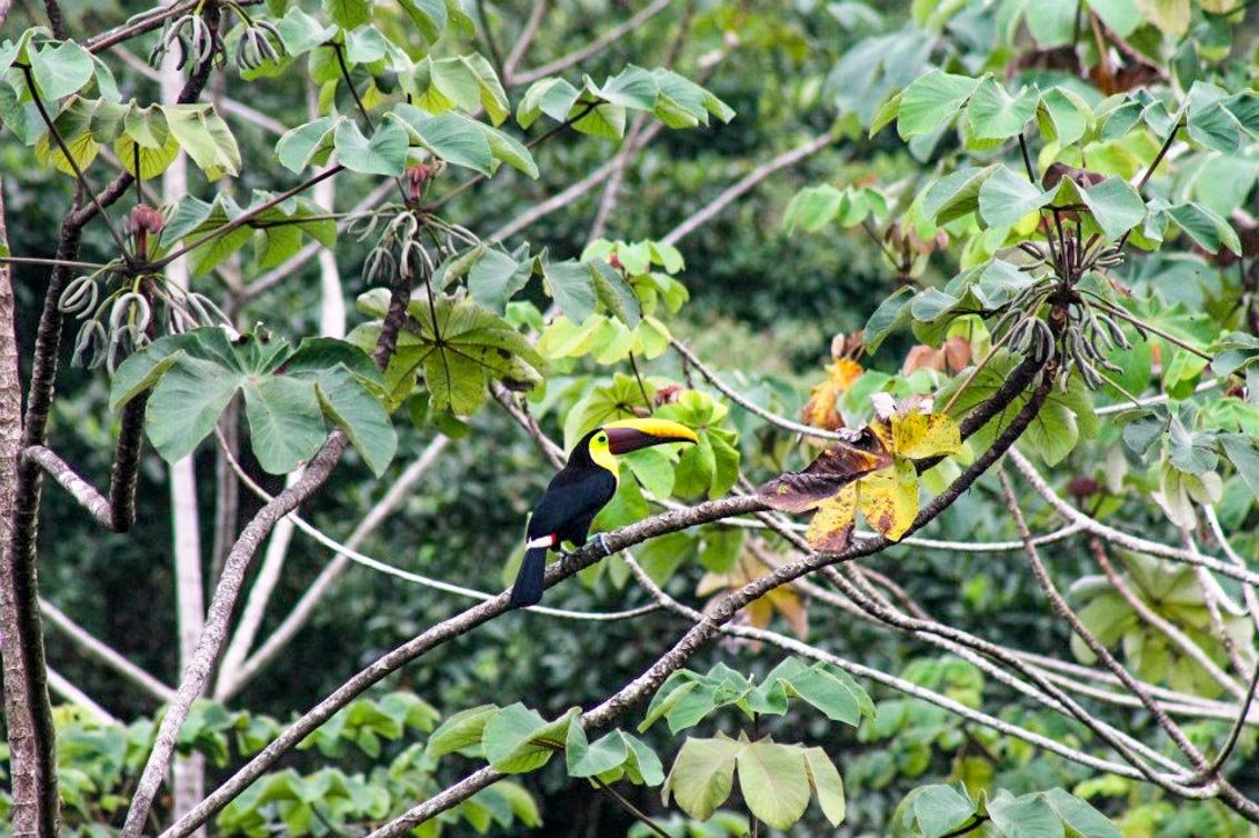 Cecropia Tree & its Delicious Fruit - RE/MAX We Sell Paradise
