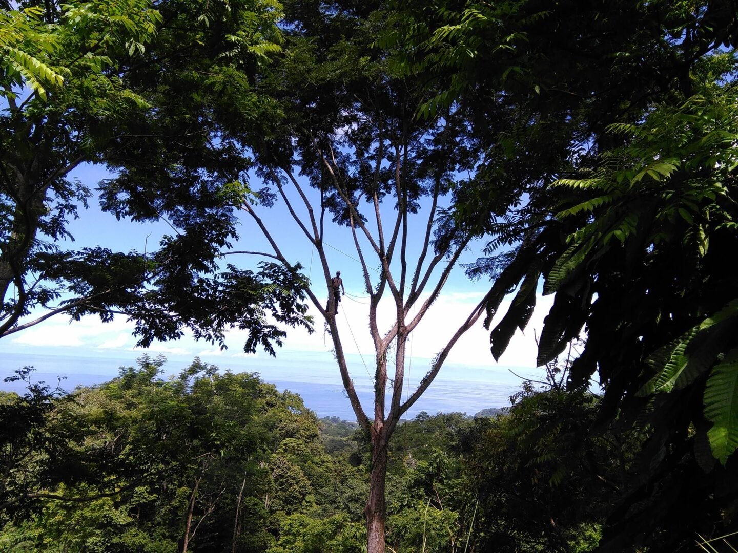 Alex - Your Local Tree Doctor - RE/MAX We Sell Paradise